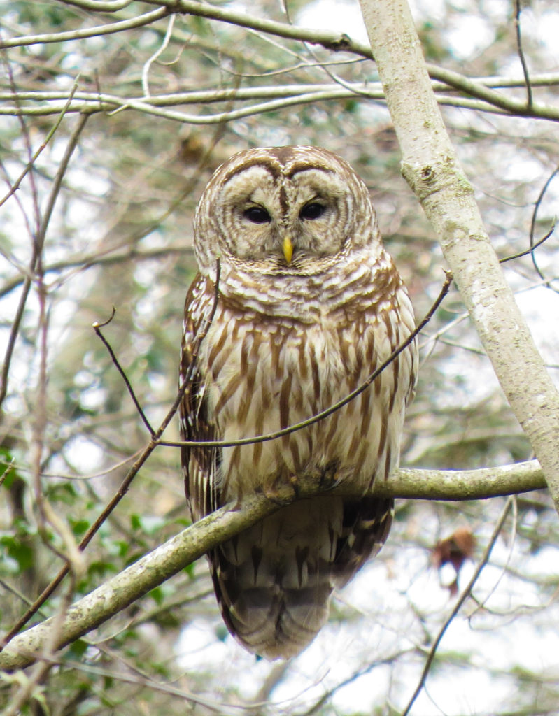 Owl Walk with Jim White (DOS Members Only) - Delaware Ornithological ...