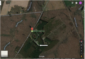 Blackbird State Forest - Delaware Ornithological Society