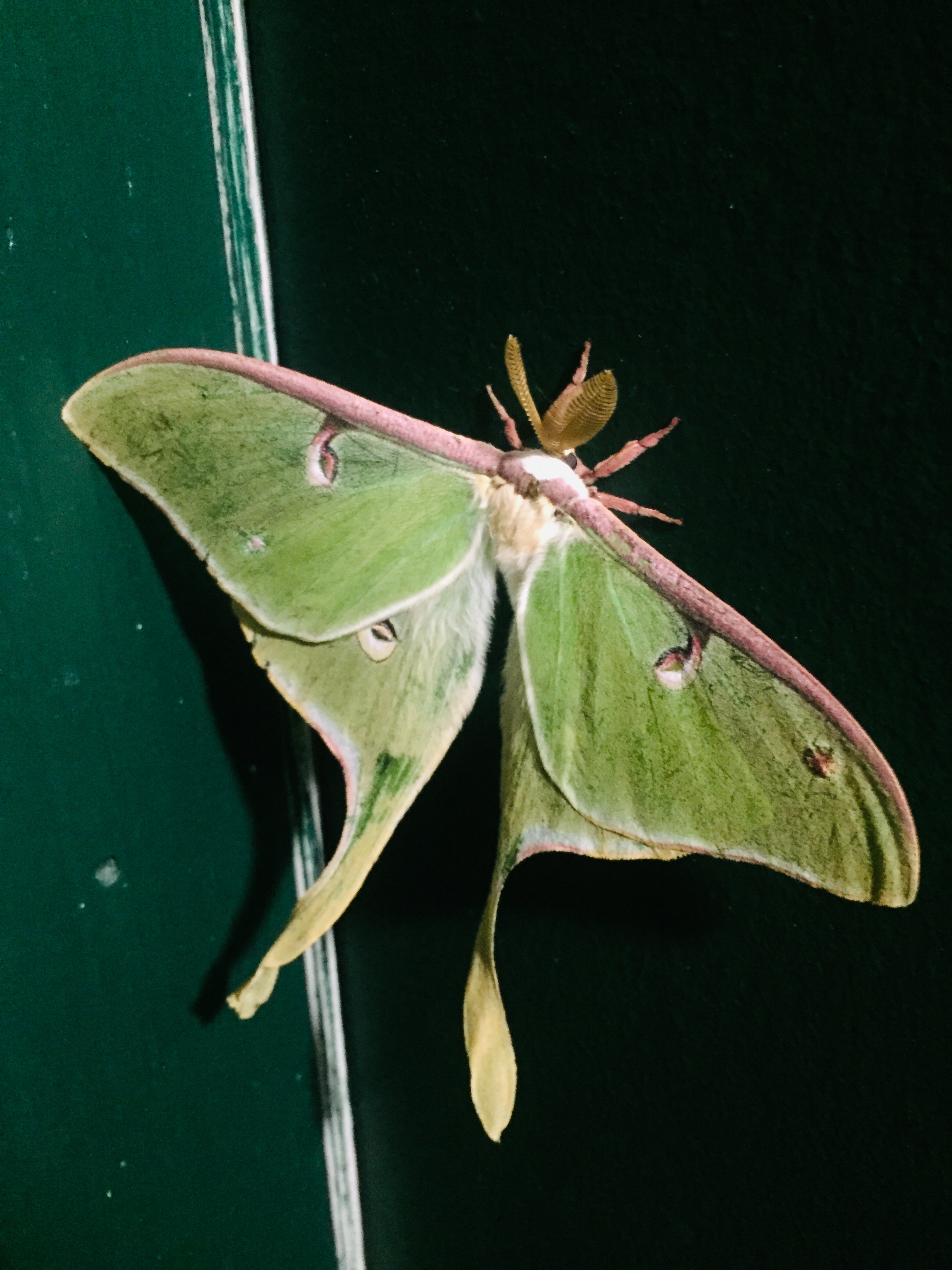 Luna Moth Male Delaware Ornithological Society