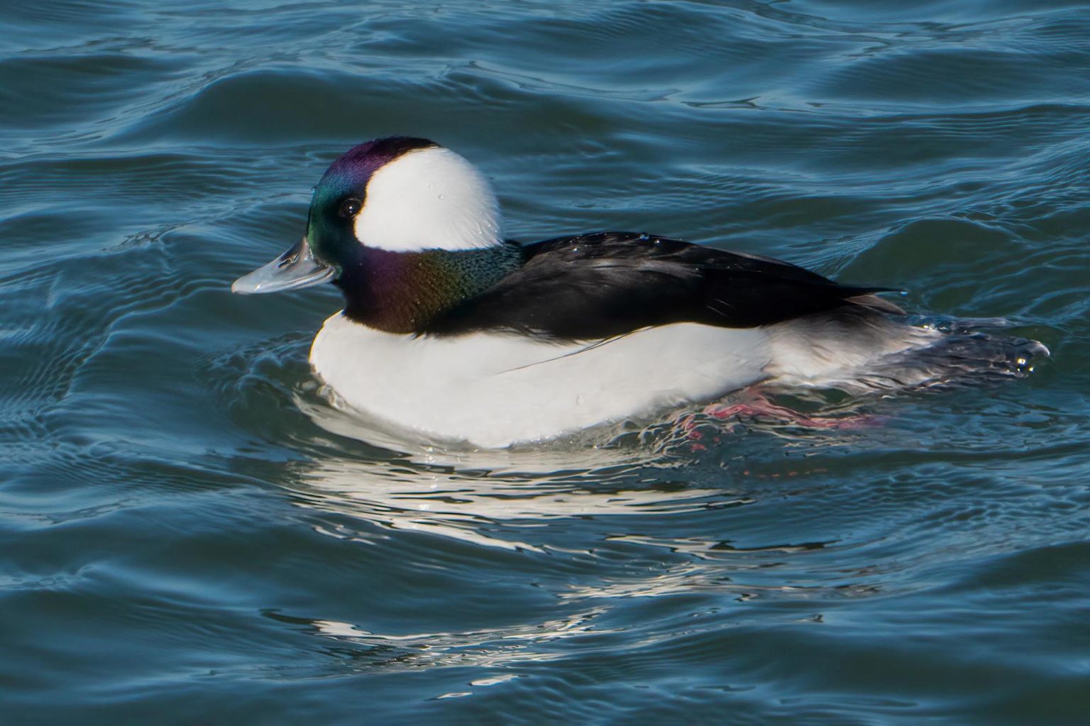 Delaware Waterfowl - Delaware Ornithological Society