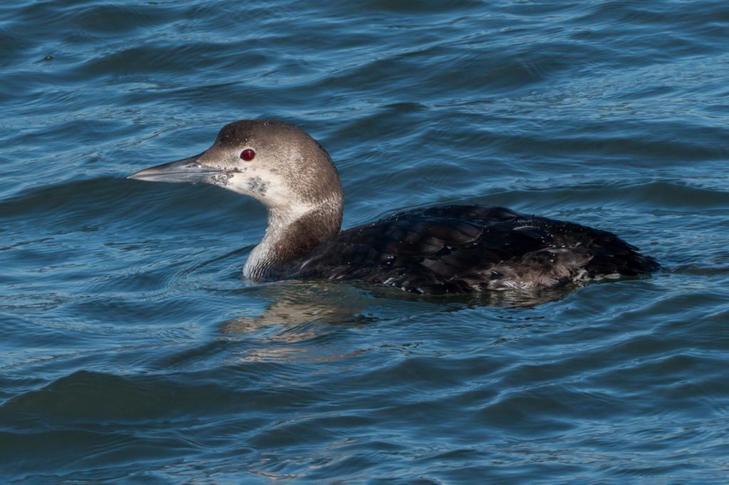 Indian River Inlet and Jetties - Delaware Ornithological Society