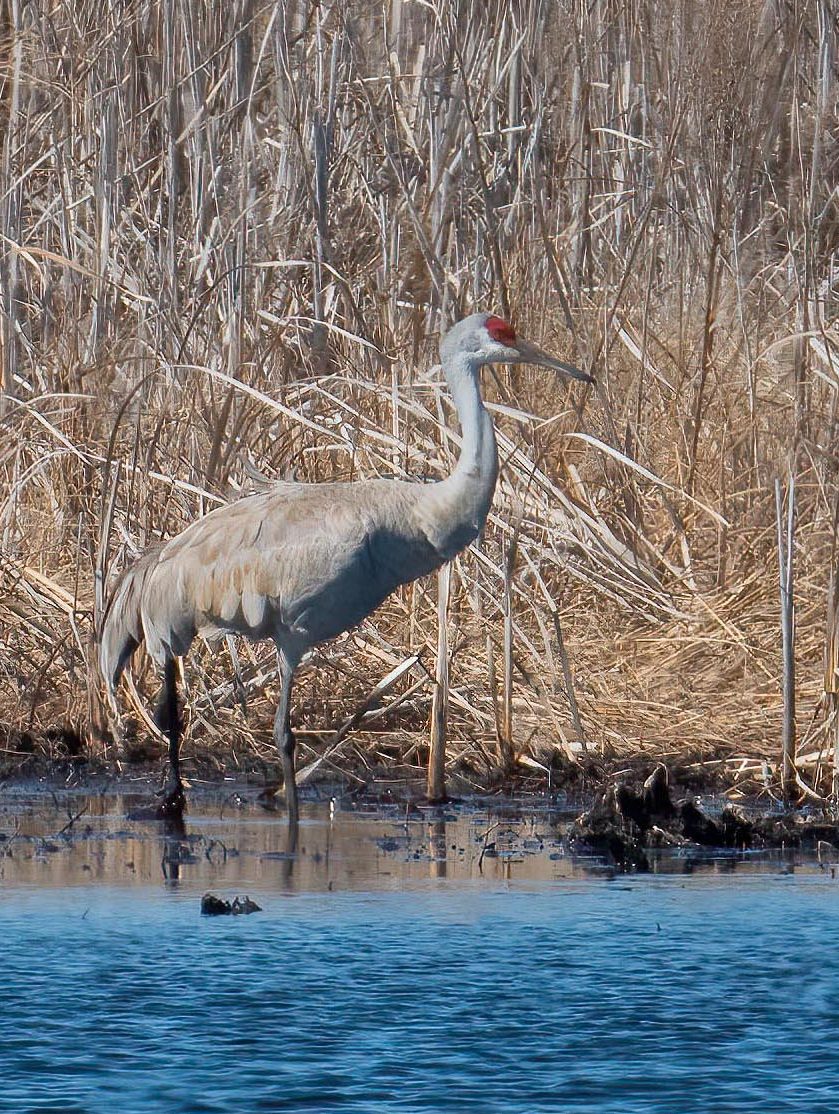 Bird-a-thon - Delaware Ornithological Society