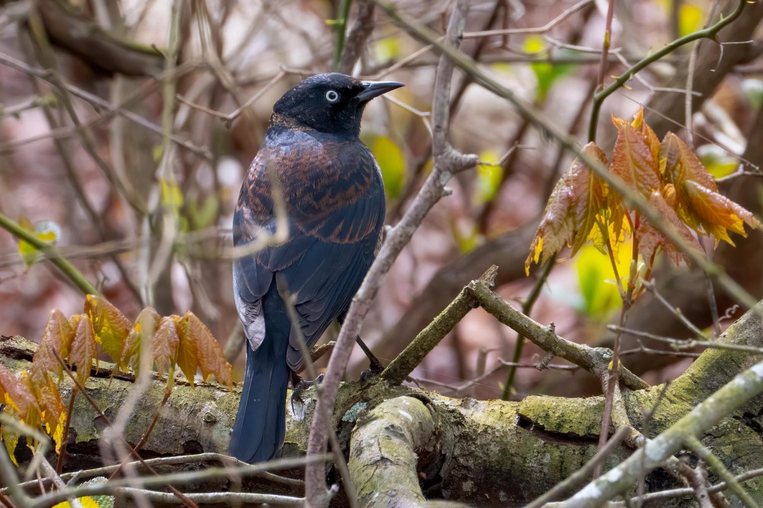 ***RESCHEDULED!!!***Late Afternoon Bird Walk at the DuPont ...