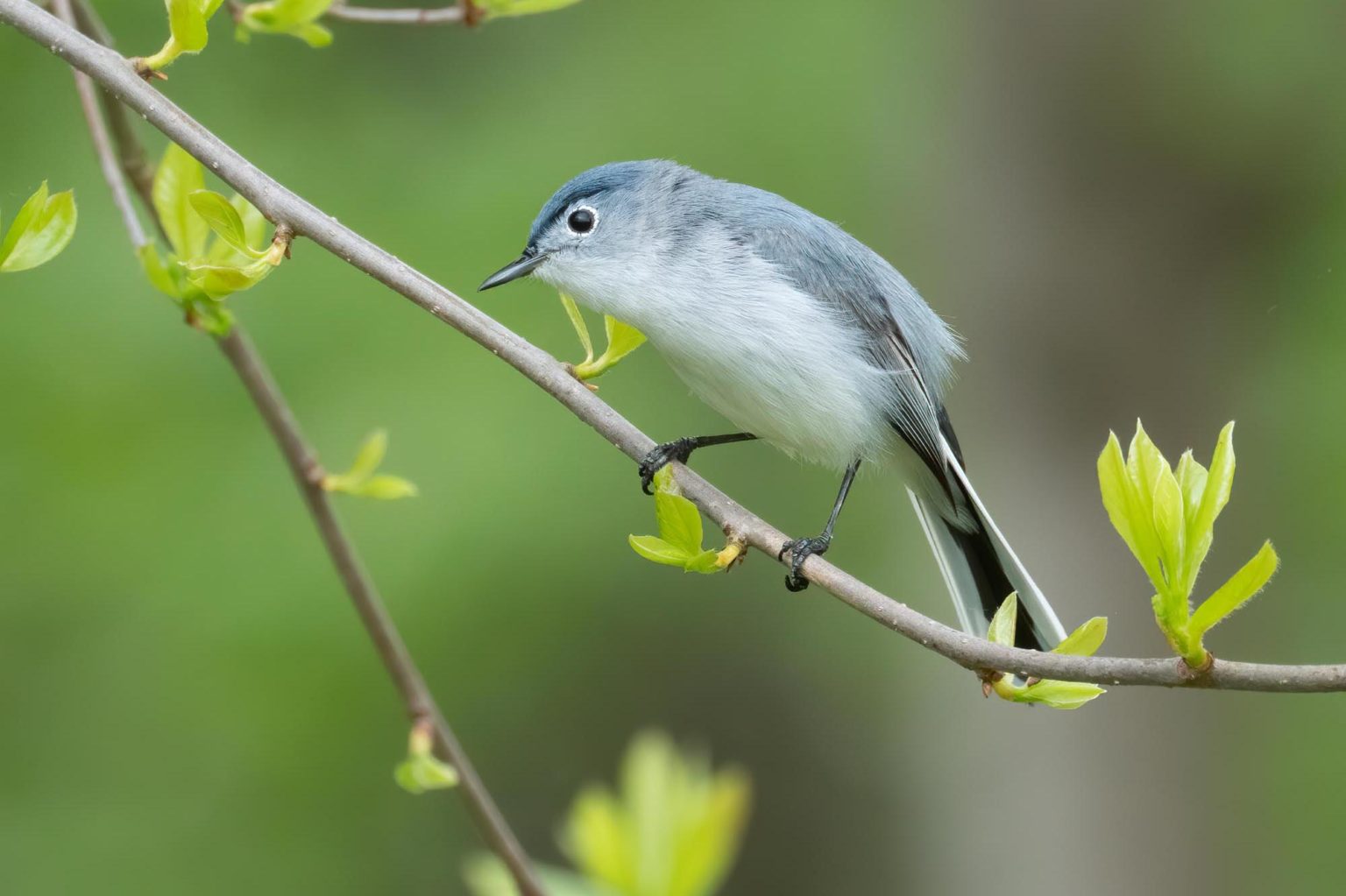 Upcoming Events – Delaware Ornithological Society