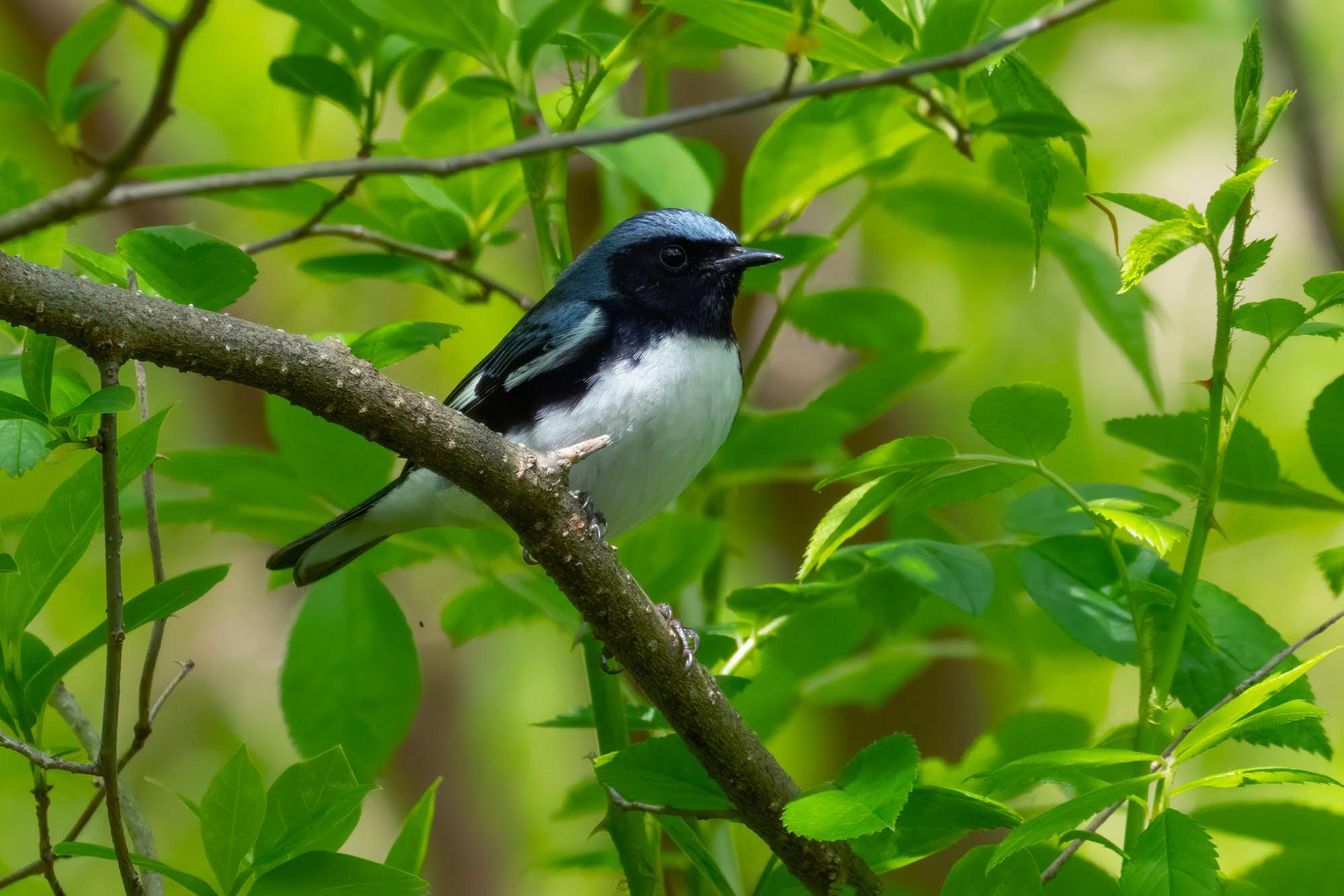 DOS December Meeting: Annual "For DOS, by DOS" short presentations by ...