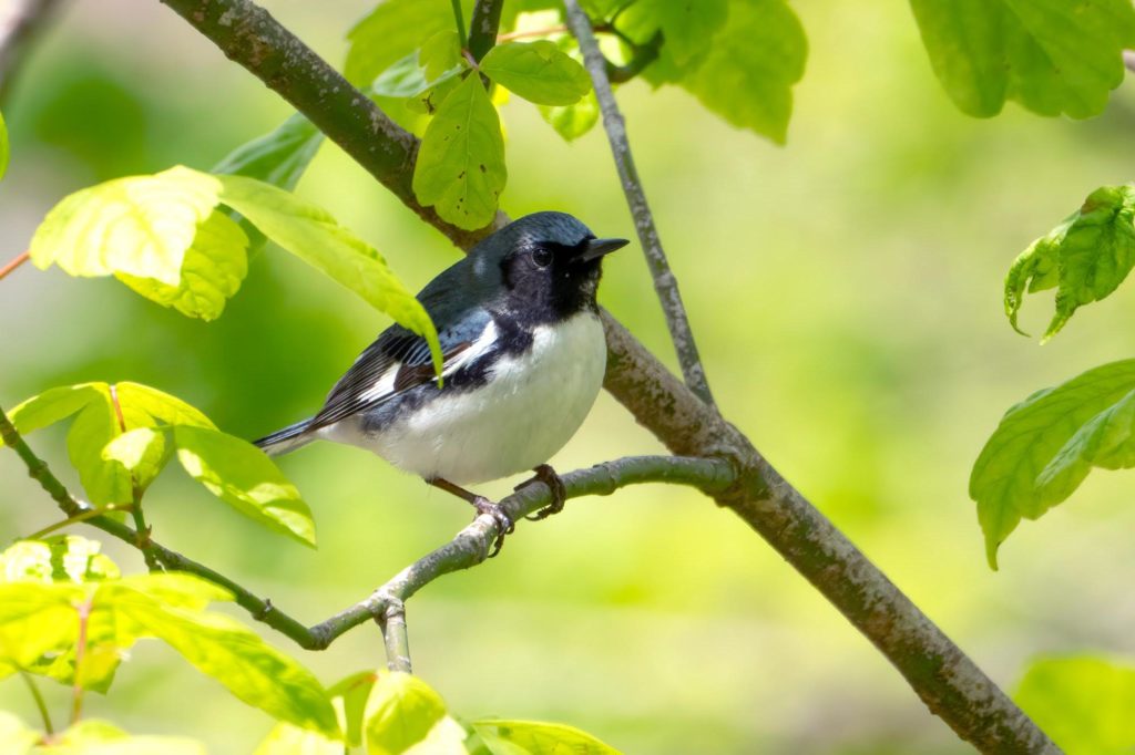 University of Delaware Farm & Ecology Woods with Blue Hen Birding ...