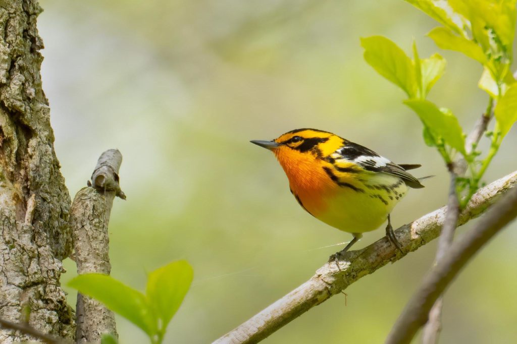 Bird-a-thon - Delaware Ornithological Society