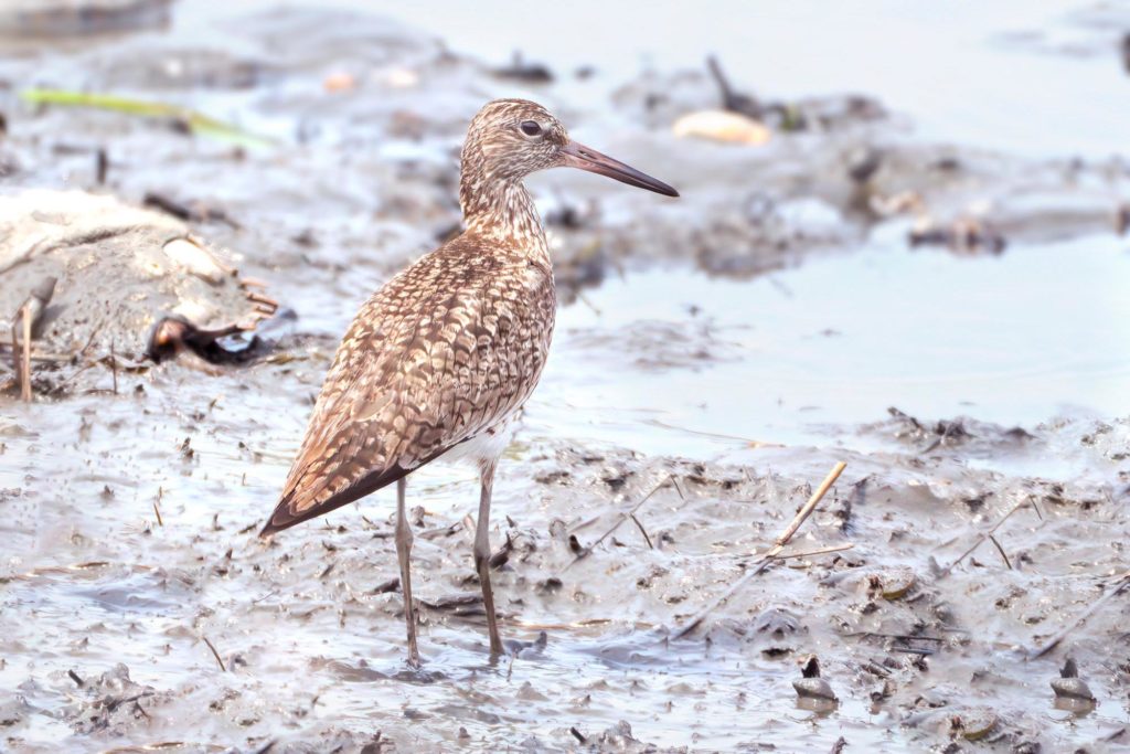 DE Bay Horseshoe Crabs & Shorebirds with Chris Bennett - Delaware ...