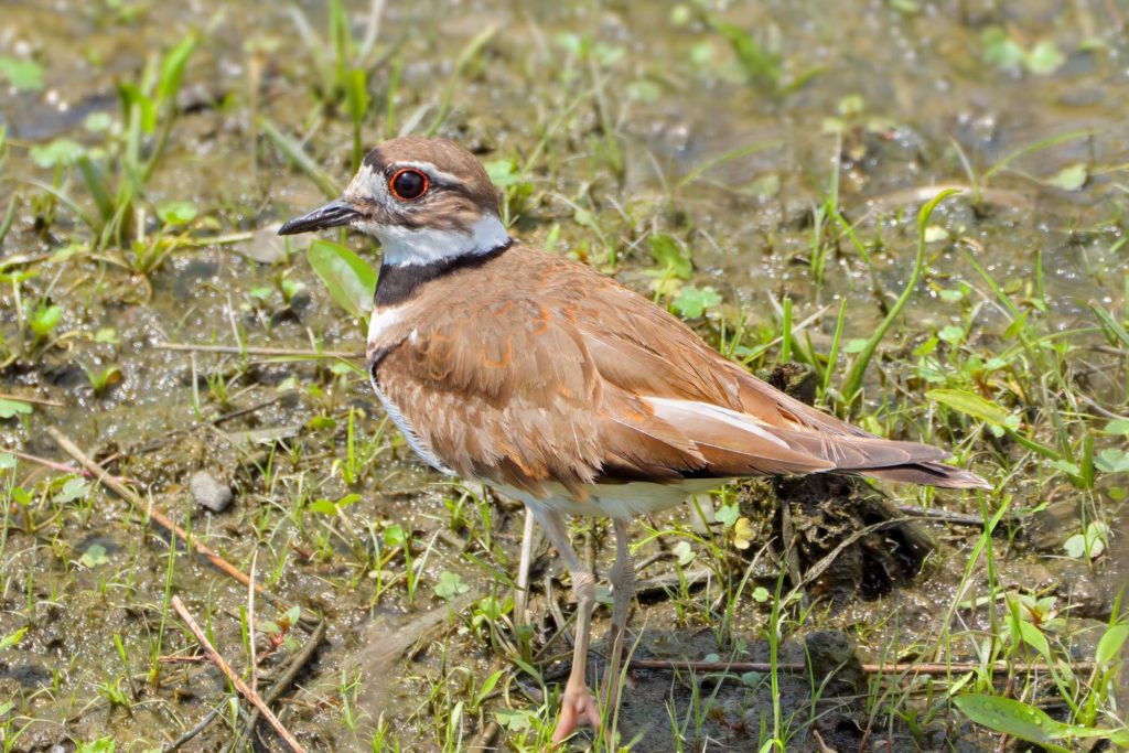 Youth Birders: University of Delaware Farm with Blue Hen Birders ...