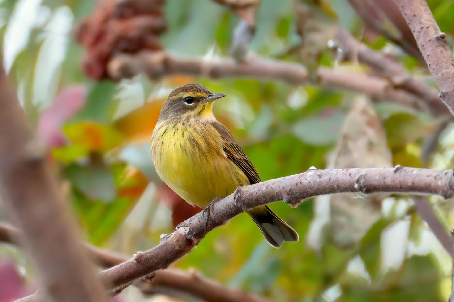 Late Afternoon Bird Walk at the DuPont Environmental Education Center ...