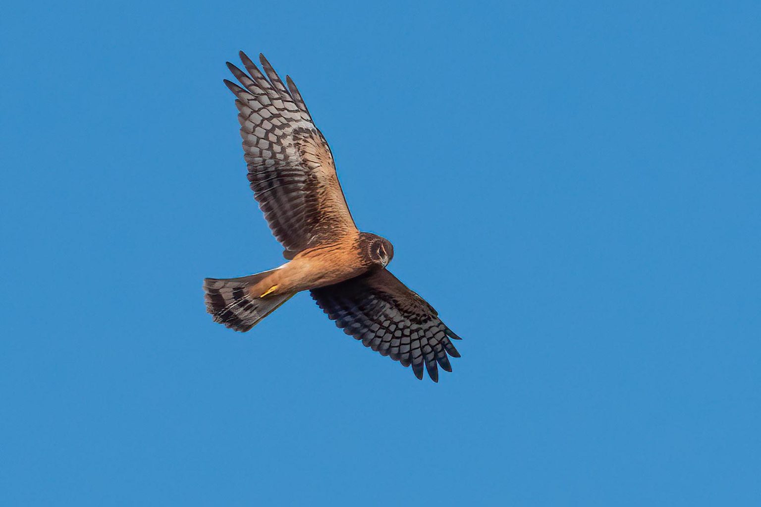 Upcoming Events – Delaware Ornithological Society