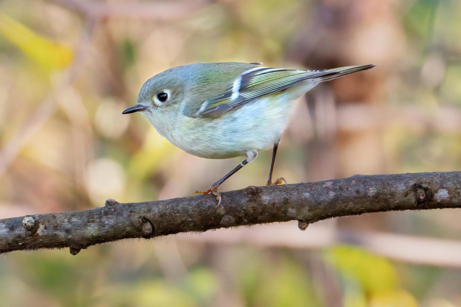 The Annual Ticking Tomb Bird Stroll with Ian Stewart - Delaware ...