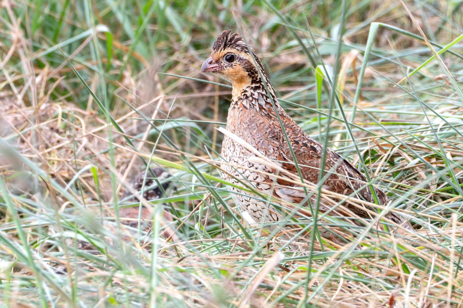 Cedar Swamp Wildlife Area with Anthony Gonzon - Delaware Ornithological ...