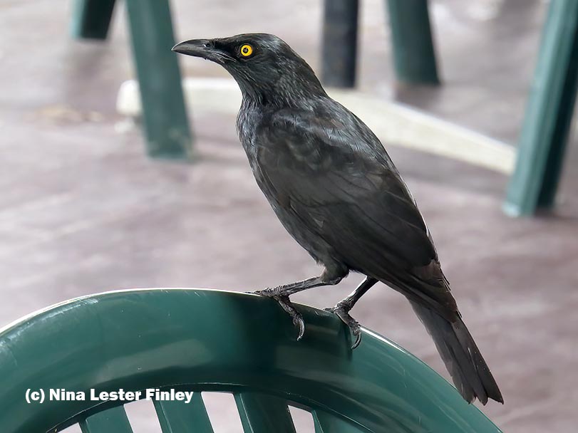 DOS March Meeting: "Understanding Bird Loss" by CareyJo Titus ...
