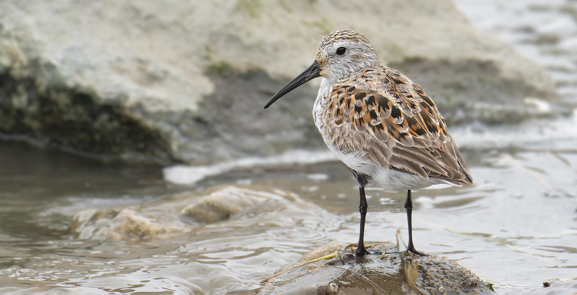 44th Annual Beginner's Shorebird Field Trip! - Delaware Ornithological ...