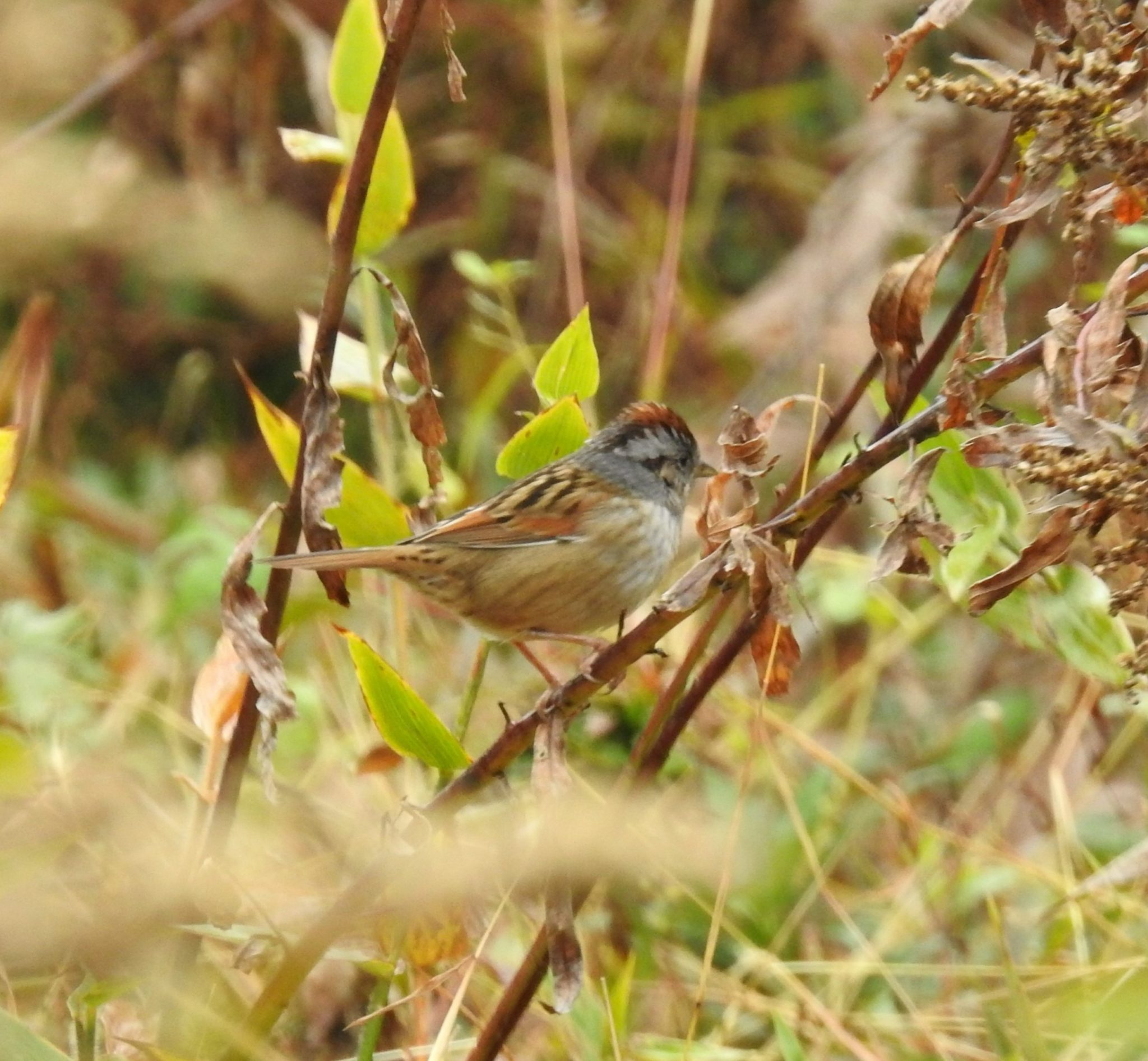 Upcoming Events – Delaware Ornithological Society
