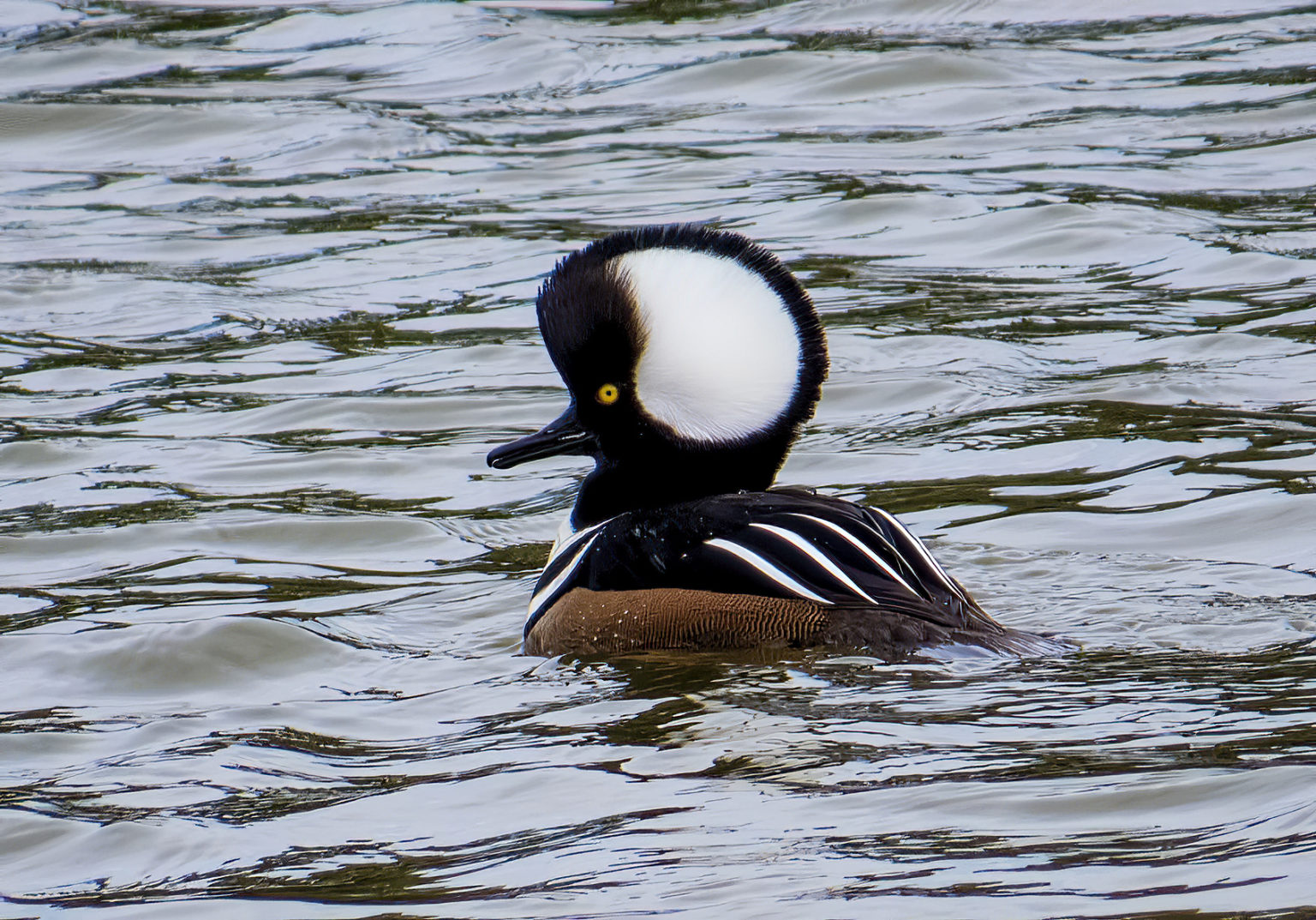 Youth Birders: Bombay Hook NWR Take Two - Delaware Ornithological Society