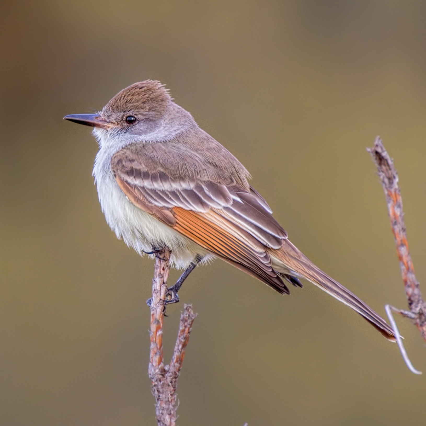 Bird Records Committee - Delaware Ornithological Society