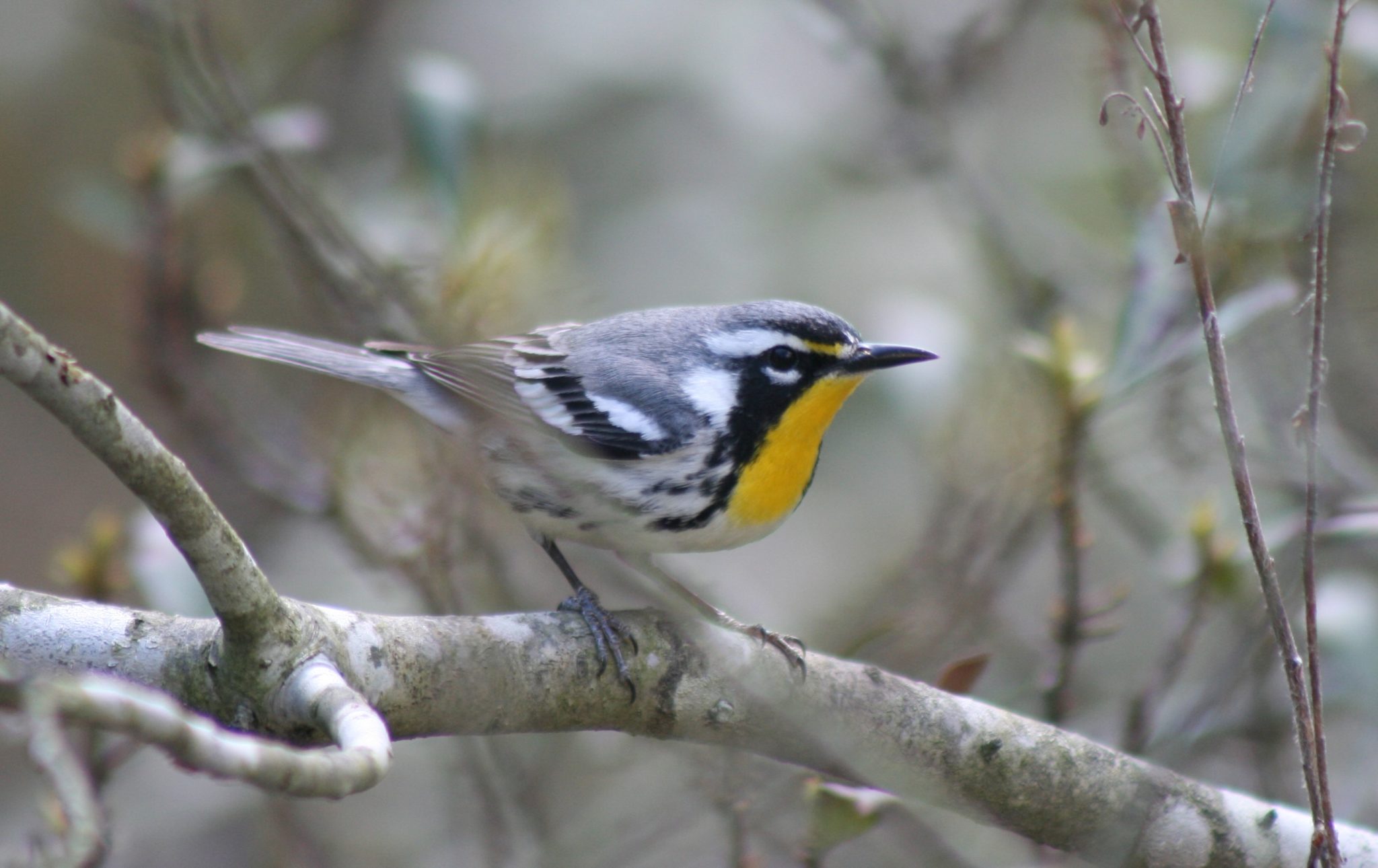 Redden State Forest with Anthony Gonzon - Delaware Ornithological Society