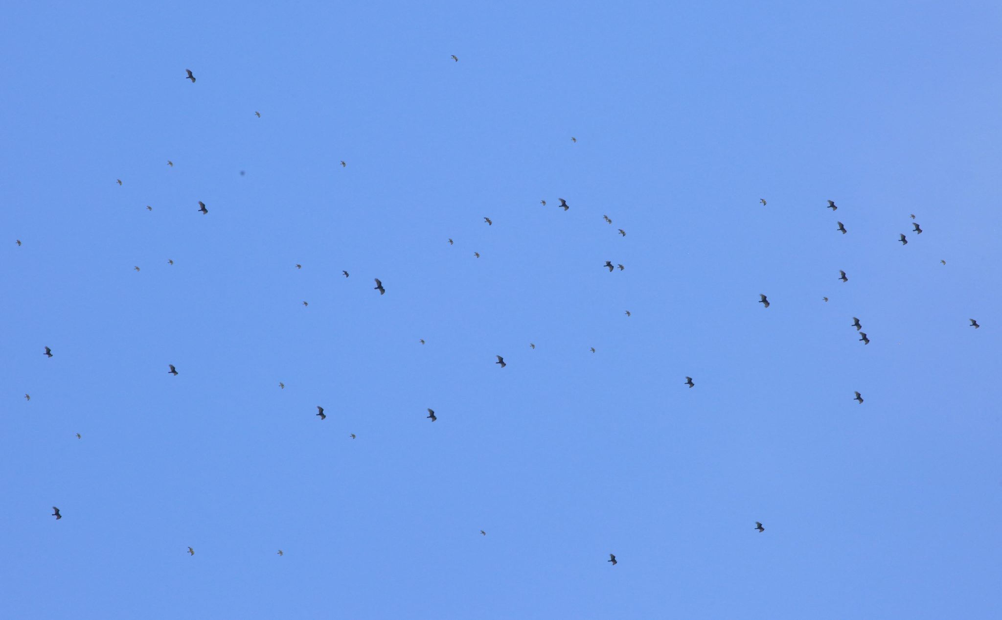 DOS January Meeting: "Witness to the River of Raptors in Vera Cruz ...