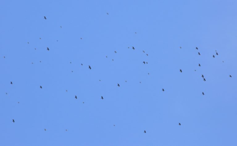 DOS January Meeting: "Witness to the River of Raptors in Vera Cruz ...