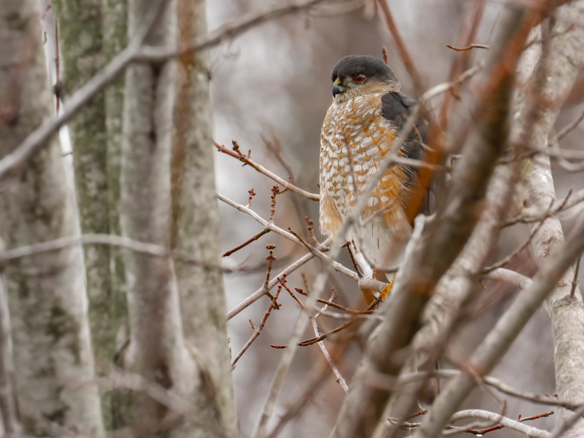 DOS February Meeting: "Species limits and conservation of the Sharp ...