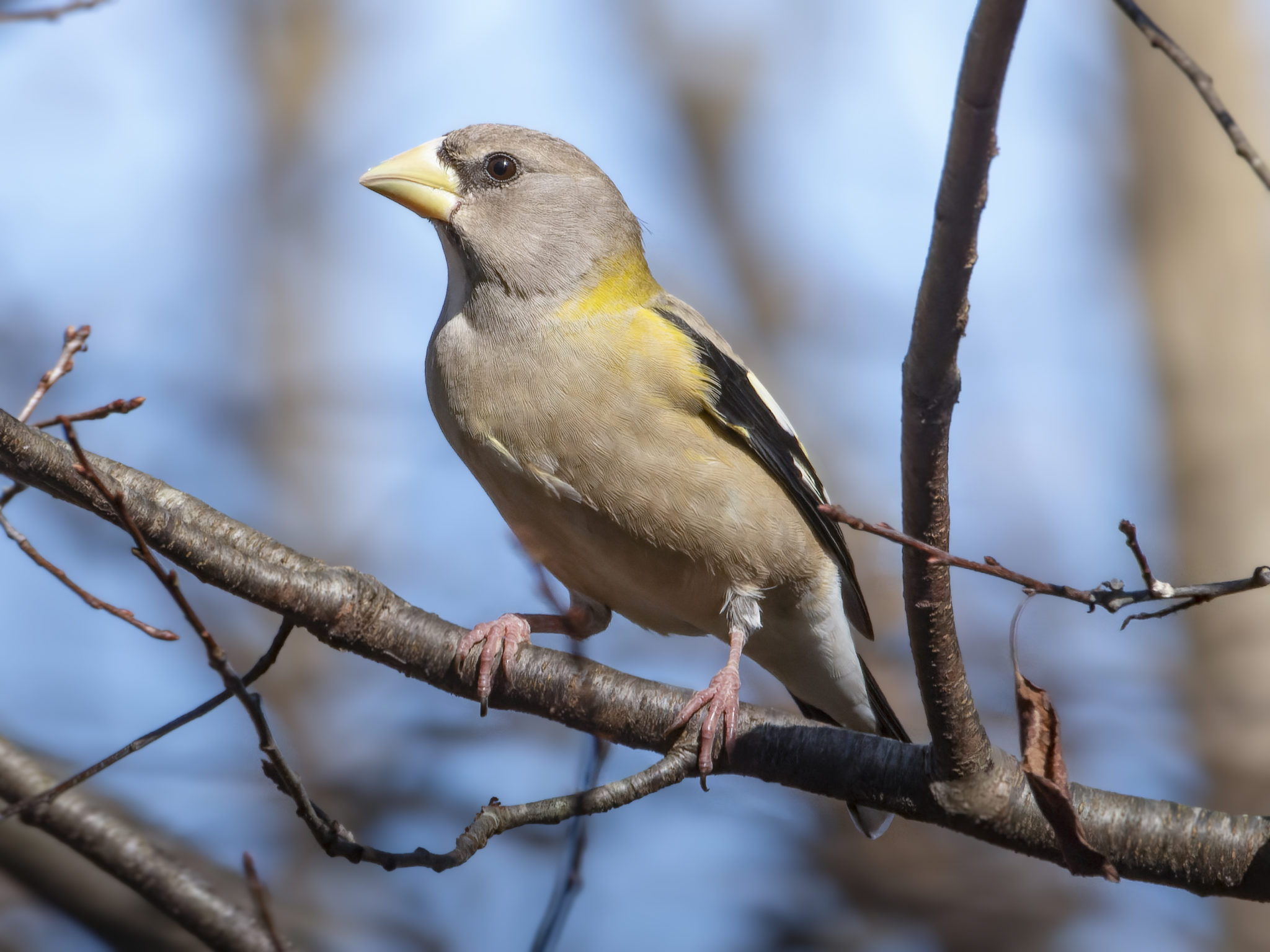 Bird Sighting Database - Delaware Ornithological Society