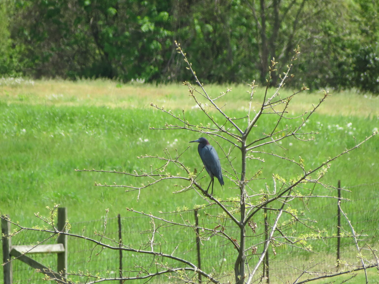 University of Delaware Farm & Ecology Woods with Blue Hen Birding ...