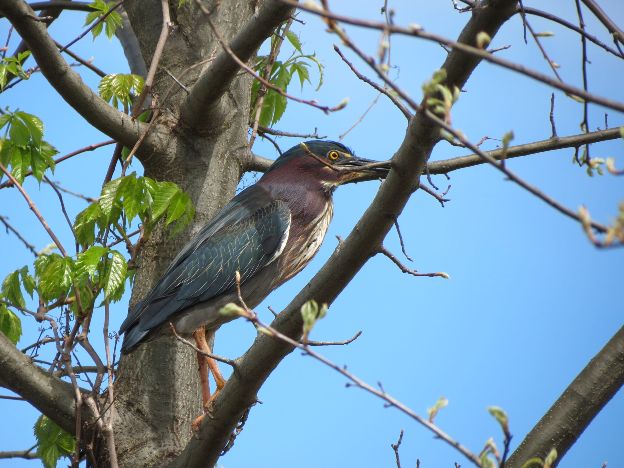 University of Delaware Farm & Ecology Woods with Blue Hen Birding ...