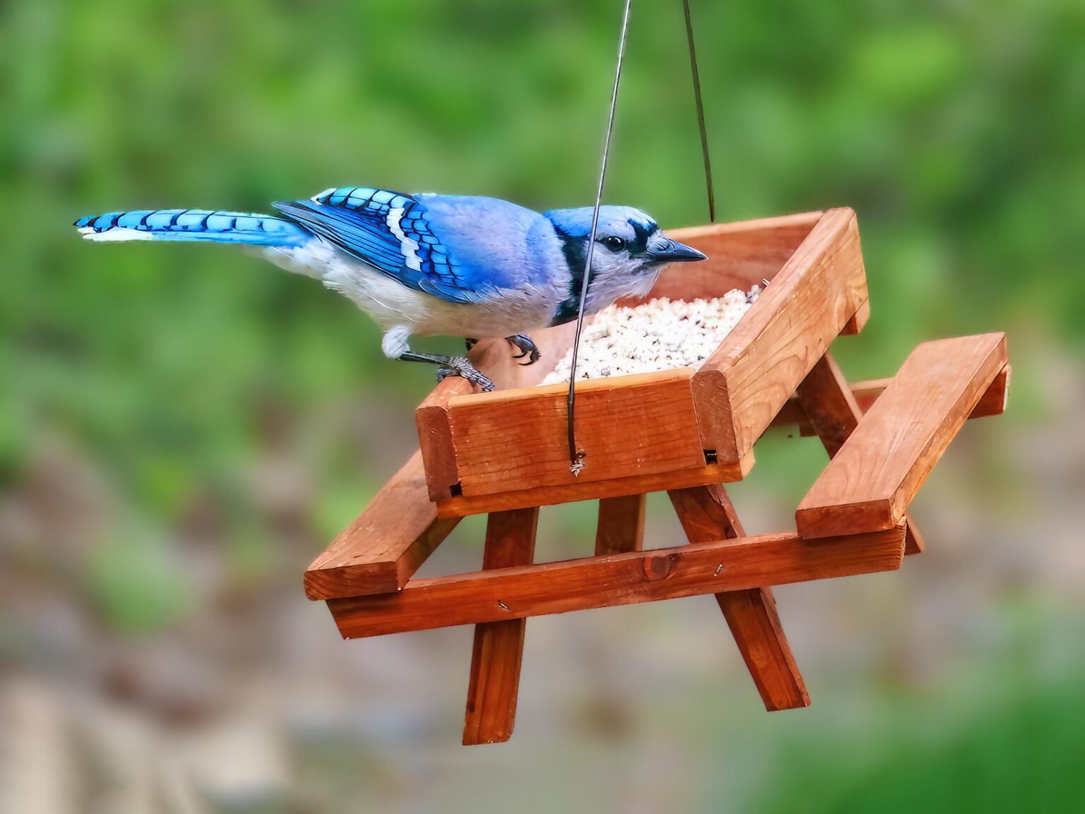 Upcoming Events – Delaware Ornithological Society