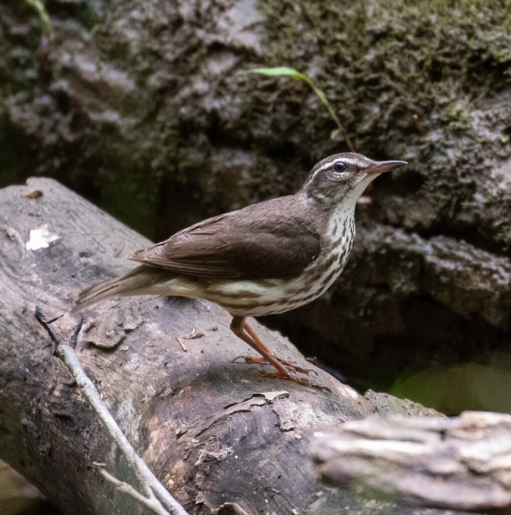 Alapocas Woods with Joe Francis - Delaware Ornithological Society