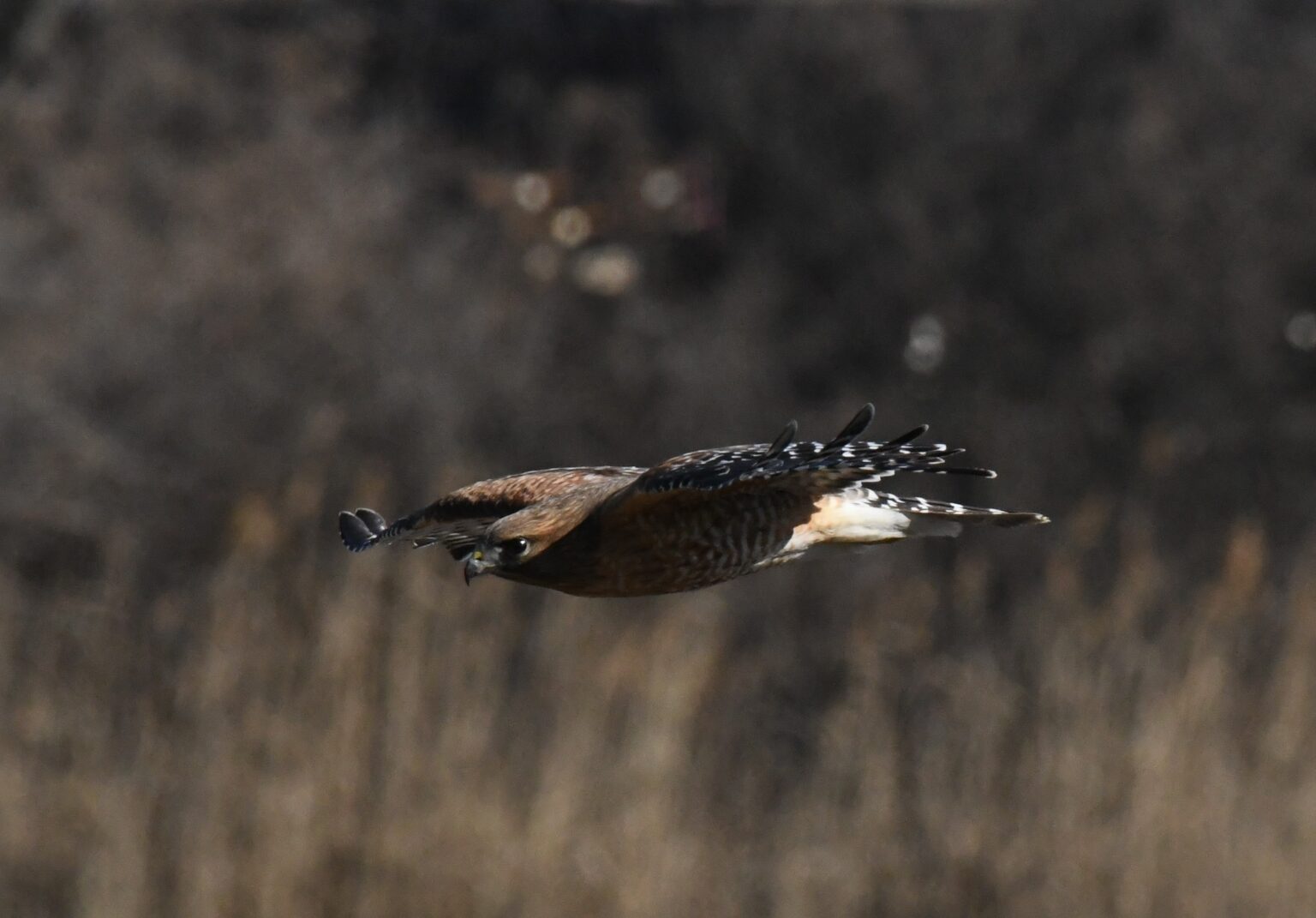 Raptors in Winter with Jim White *** - Delaware Ornithological Society