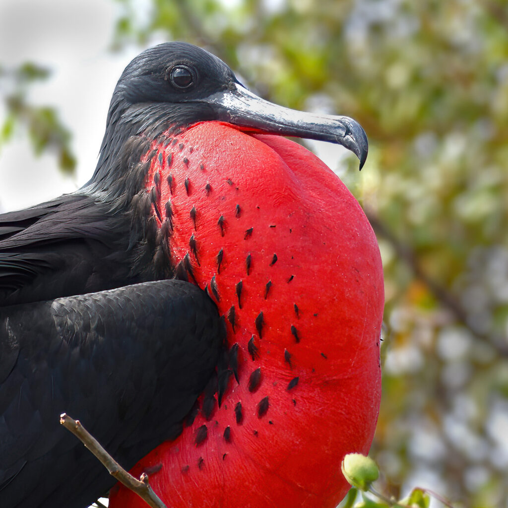 DOS December Meeting: "A trip to Darwin's Isles" by Jim White ...