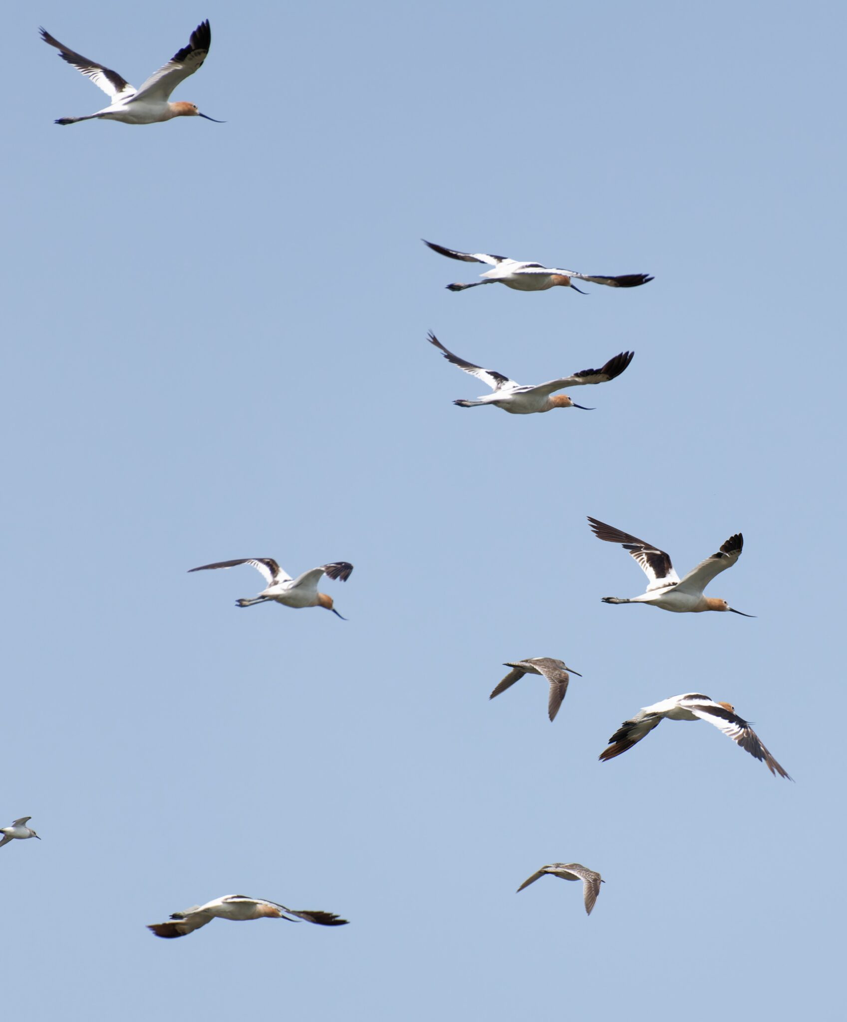46th Annual Beginner's Shorebird Field Trip! - Delaware Ornithological ...