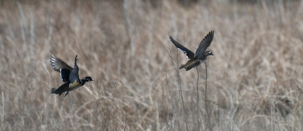 Late Afternoon Bird Walks at the DuPont Environmental Education Center ...