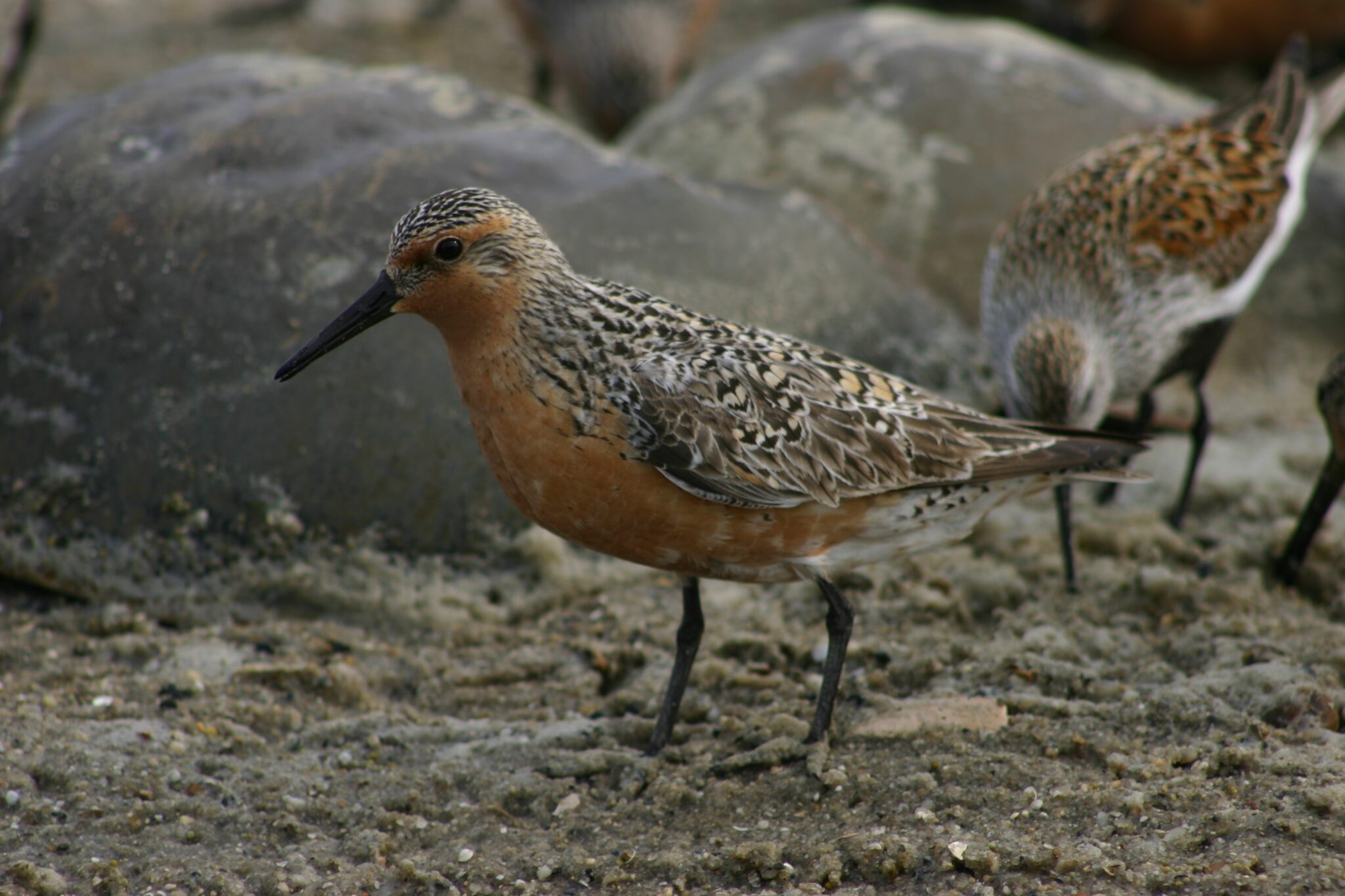 Events from June 22 – April 27 – Delaware Ornithological Society
