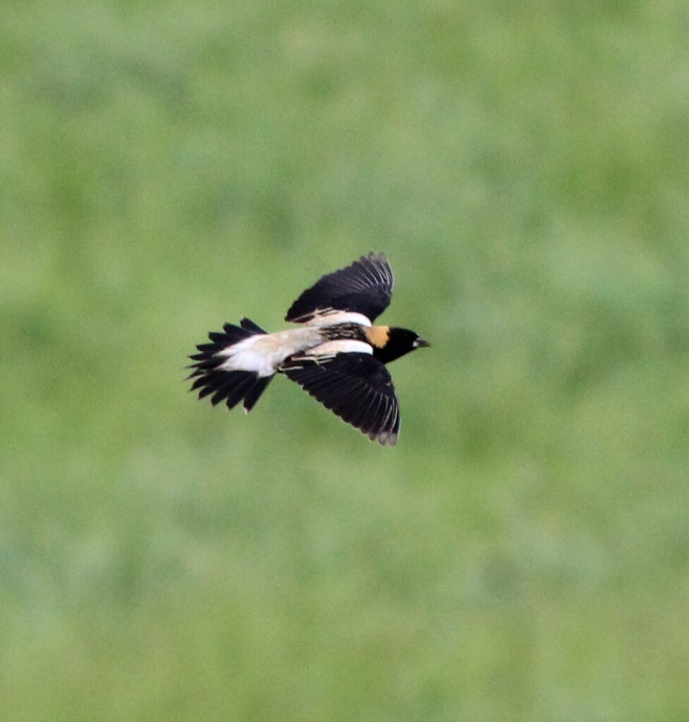 Fair Hill Bobolinks with Ian Stewart - Delaware Ornithological Society