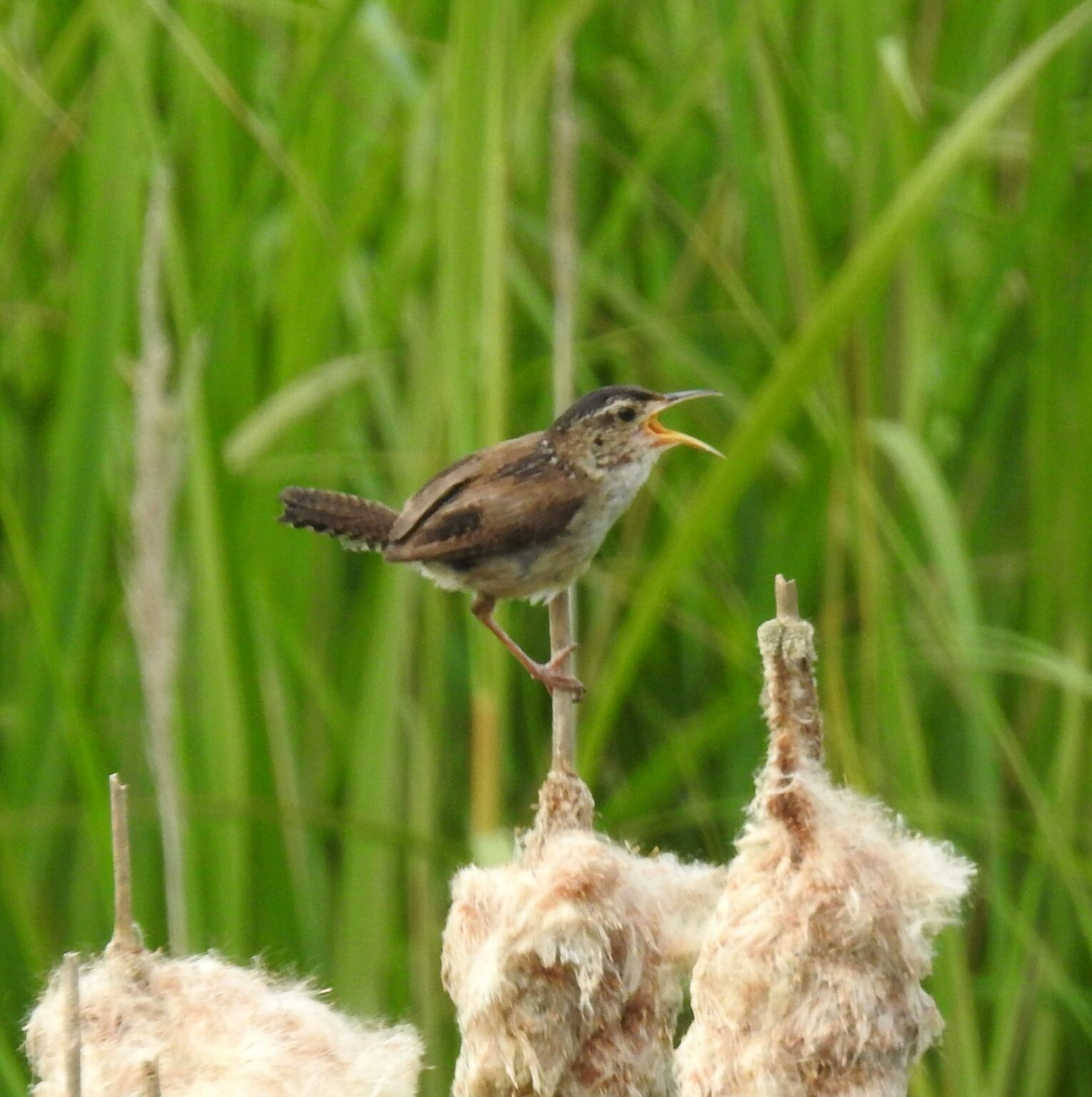 Events from June 15 – July 20 – Delaware Ornithological Society