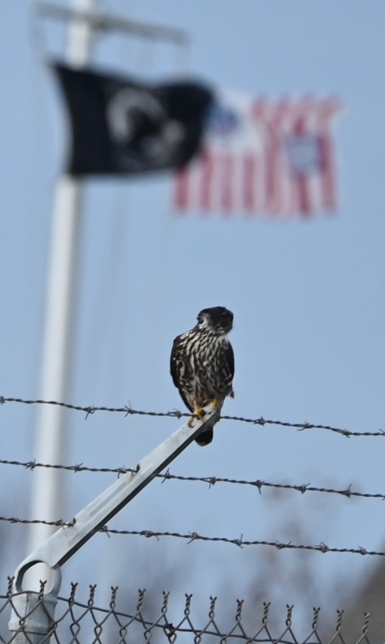 Birding New Jersey's North Shore with Andy Ednie - Delaware ...
