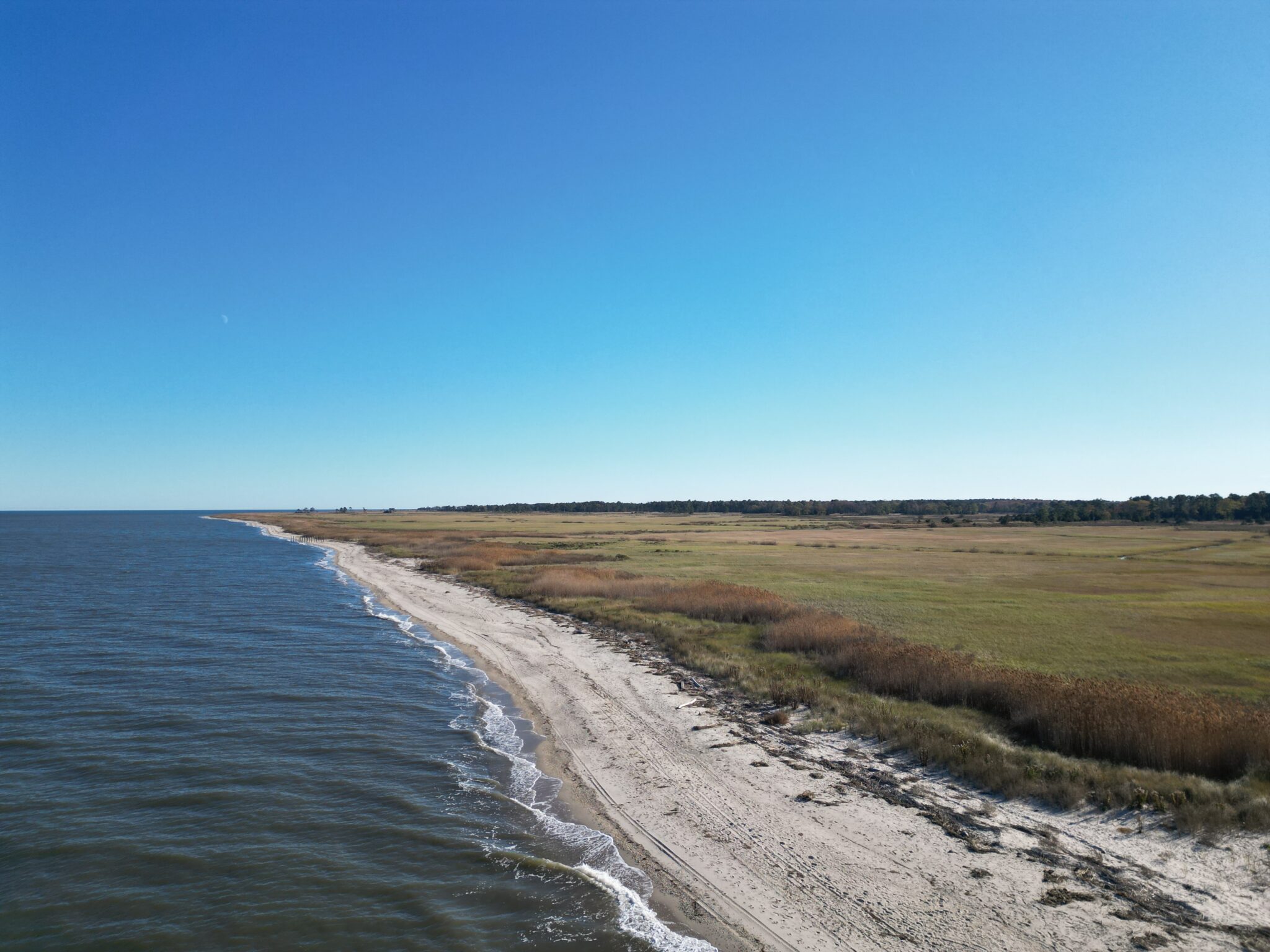 Bennett's Pier Marsh with Joe Francis - Delaware Ornithological Society