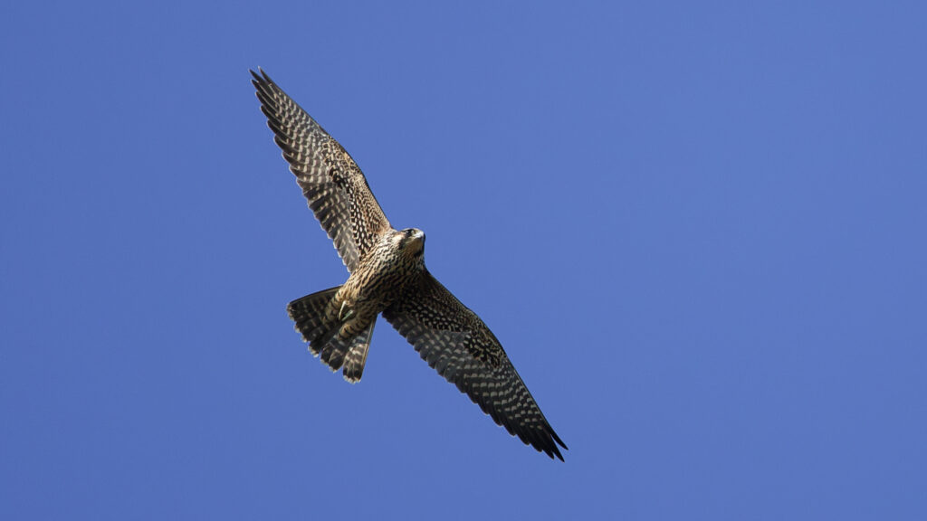Raptor Identification at Herring Point with Bruce Peterjohn & Gregory ...